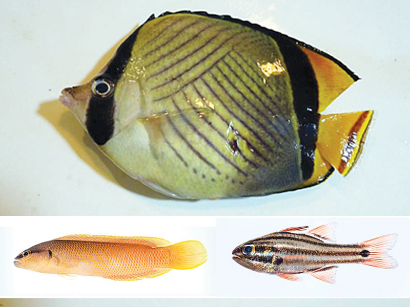 Museum to display fish found in Omani waters | Muscat Daily| Oman News ...