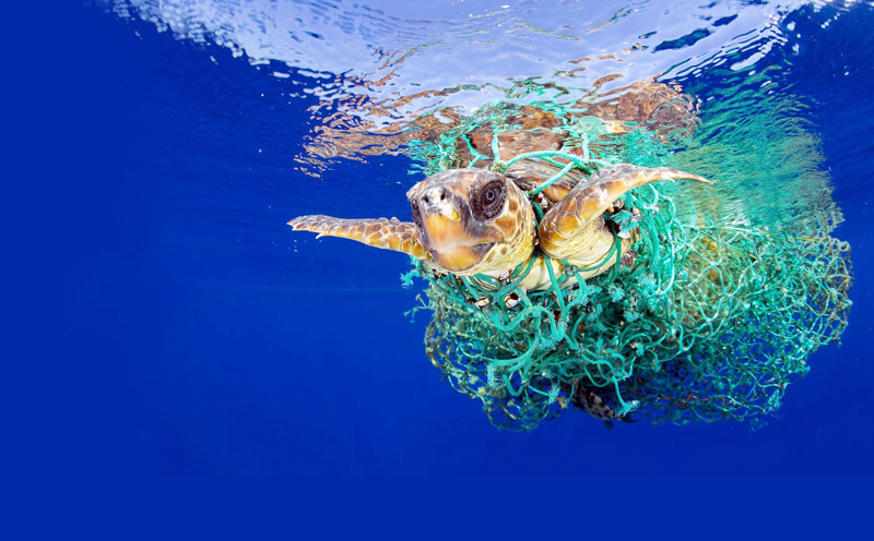 ESO raises awareness on marine life protection | Muscat Daily| Oman ...