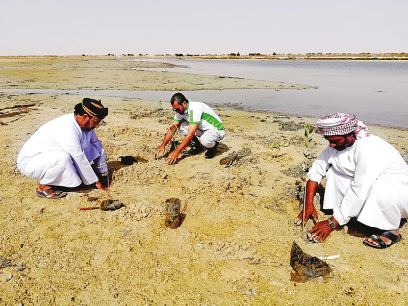 EA cultivates 1,000 seedlings of mangroves in Al Wusta | Muscat Daily ...