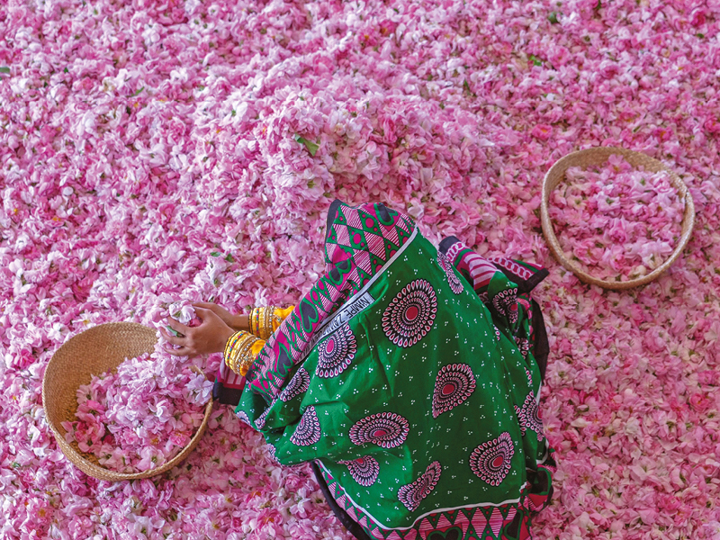 Capturing rose harvest at its best | Muscat Daily| Oman News |Business ...