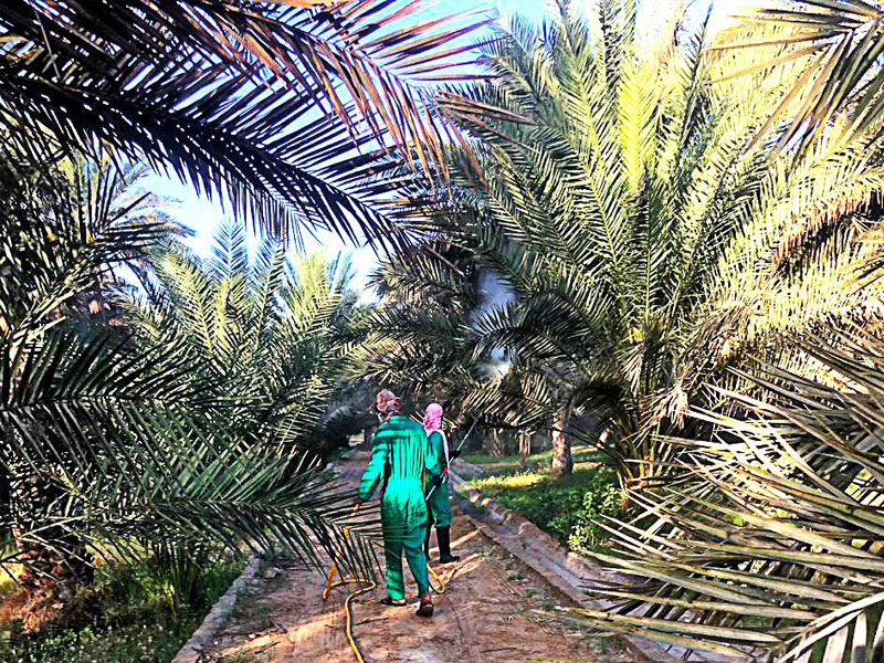 MoAF spraying pesticides to tackle Dubas bug - Muscat Daily