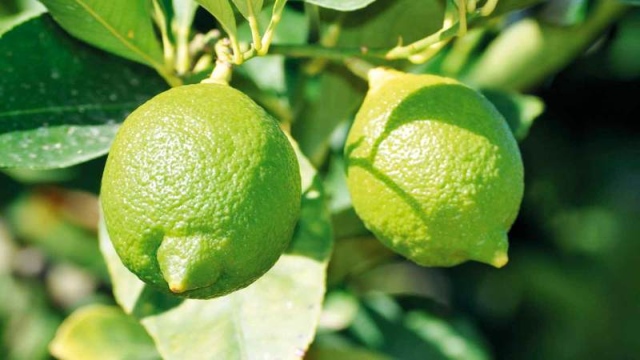Ministry calls on Omani farmers to cultivate lemon trees | Muscat Daily ...