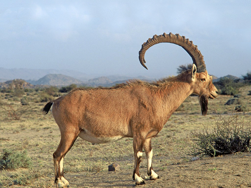 Nubian ibex numbers critical | Muscat Daily| Oman News |Business ...