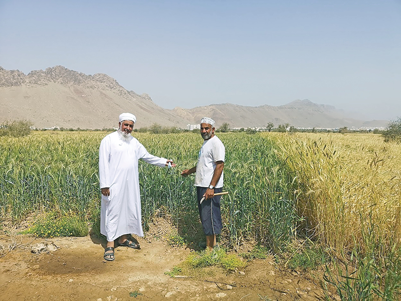 Omani brings withered farmland back to life | Muscat Daily| Oman News ...