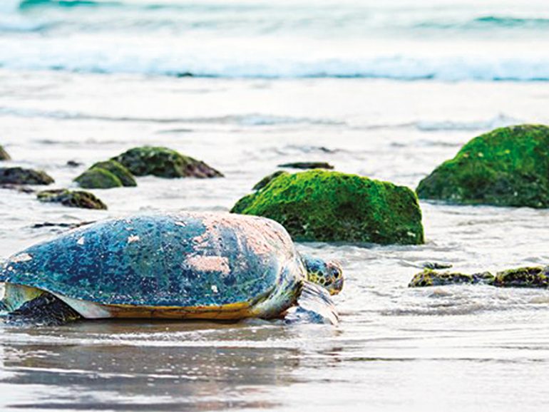 New initiative to develop Ras al Jinz Turtle Reserve | Muscat Daily ...