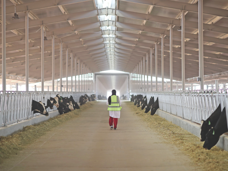 Mazoon Dairy plans to boost production, double herd size