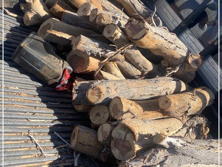 Citizen arrested for illegal logging