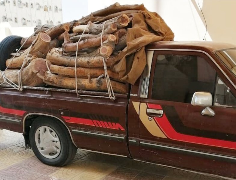 Man arrested for illegal logging in N Sharqiyah