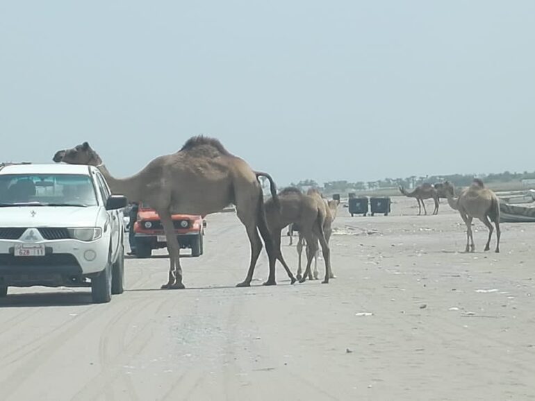 Stray animals: Awareness campaign kicks off to fight the menace