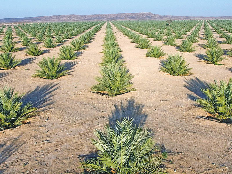 NODC announces initiative to boost date farming