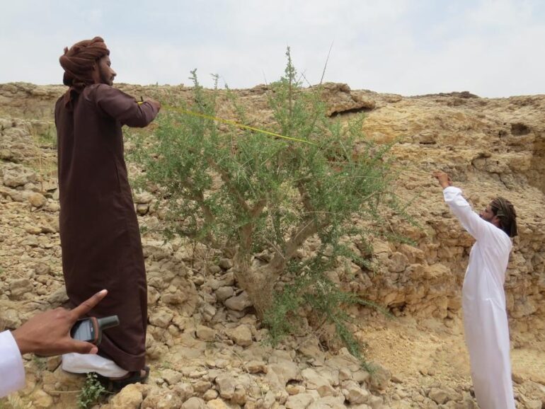 Dhofar to create garden of myrrh trees to prevent extinction