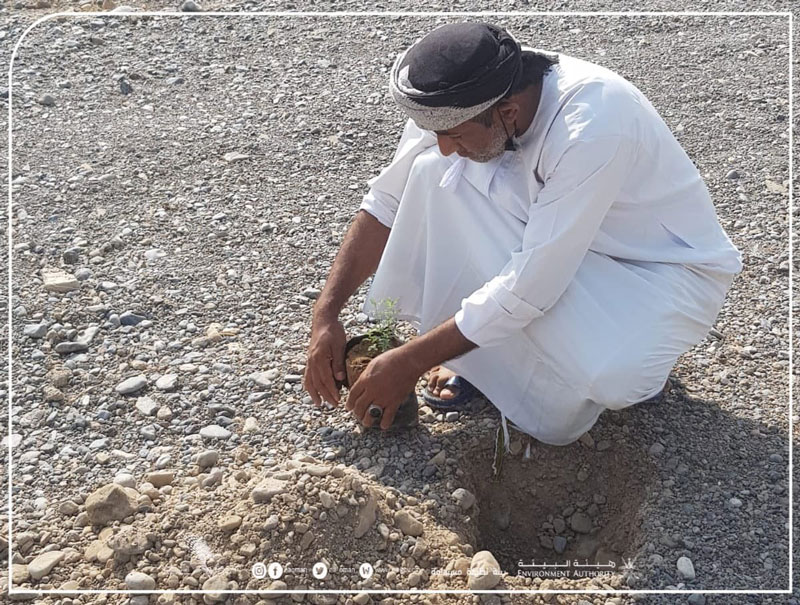 Wild saplings planted in Dakhliyah