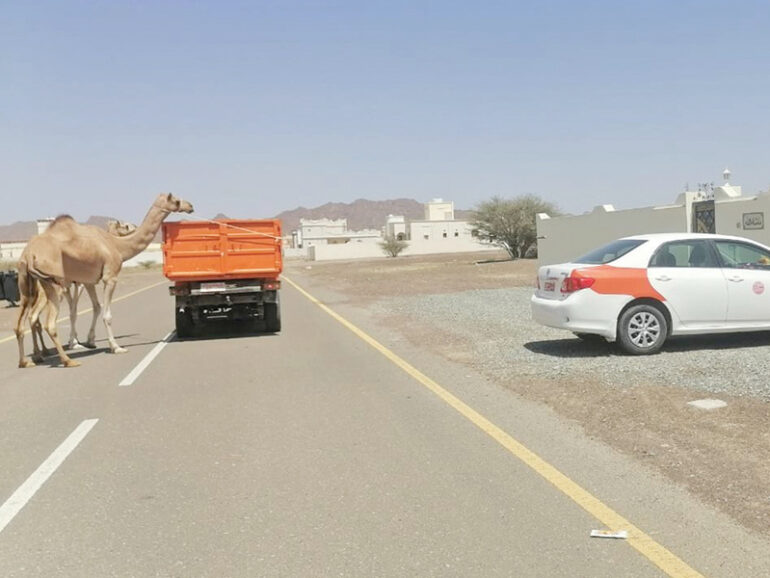 Stray animal menace: North Sharqiyah Municipality raises awareness