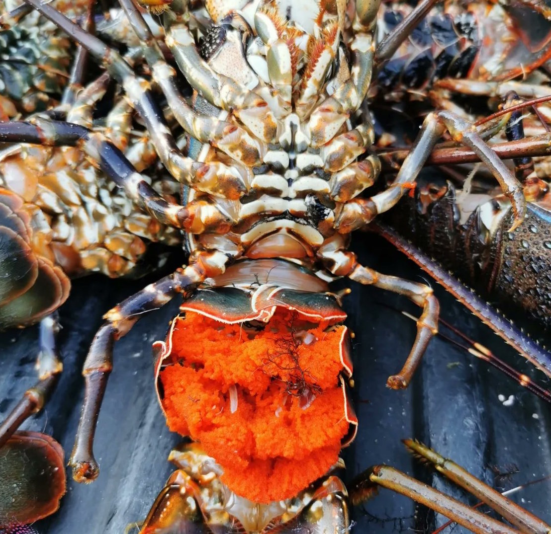 Man arrested for lobster fishing outside the season in Dhofar