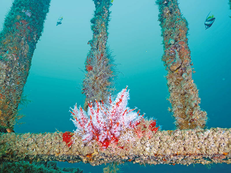 22 artificial coral reef units deployed in Sur