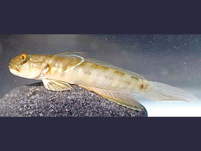 New species of wetland fish found in Oman