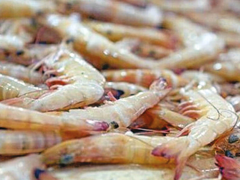 Nine-month shrimp fishing ban from Dec 1