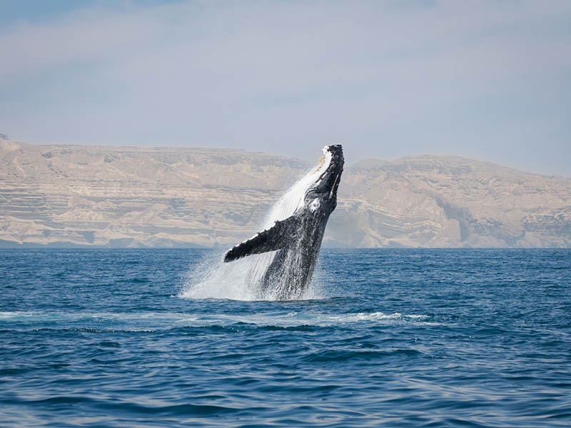 Oman works on conservation of endangered Arabian Sea humpback whales