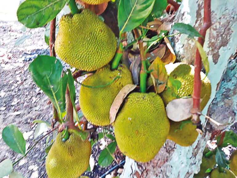 Dhofar farmer harvests bumper jackfruit crop | Muscat Daily| Oman News ...