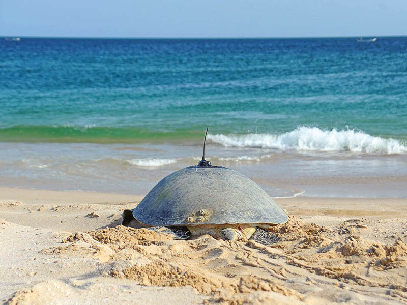 Phase II of turtle tracking project launched in Ras al Jinz | Muscat ...