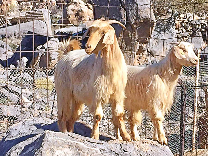 Ministry launches project to diversify strains of mountain goats