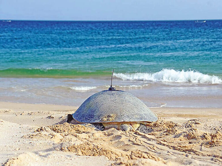 EA removes 70 tonnes of marine debris from turtle beaches