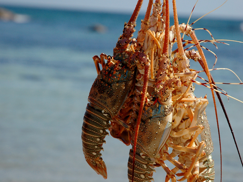 Lobster fishing season to begin on March 1