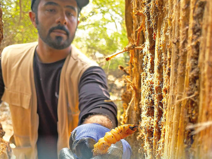 Campaign launched to preserve Dhofar’s baobab trees