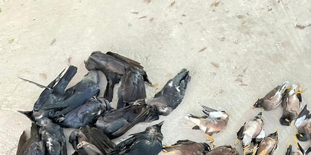 EA eliminates 35, 154 invasive birds in Dhofar in Oman