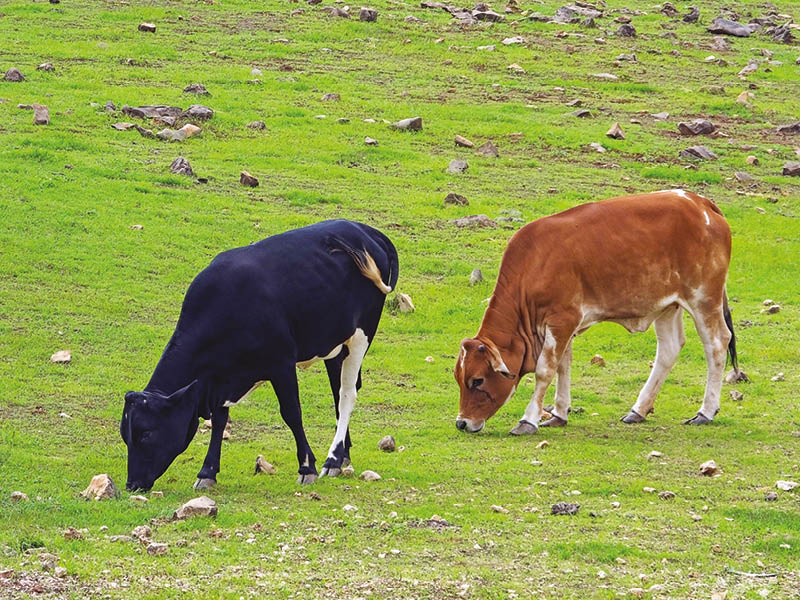 New initiative launched to support livestock breeders