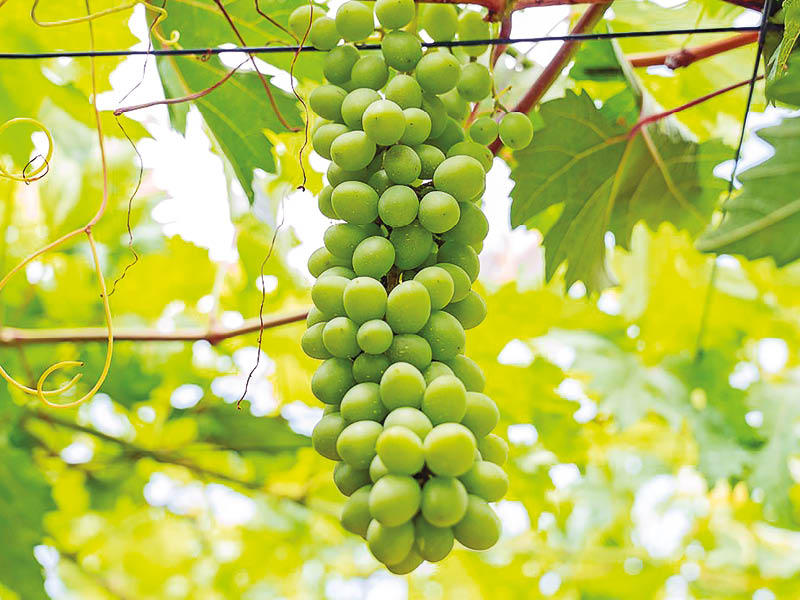 Projects worth RO100,000 to develop grape farming in six governorates