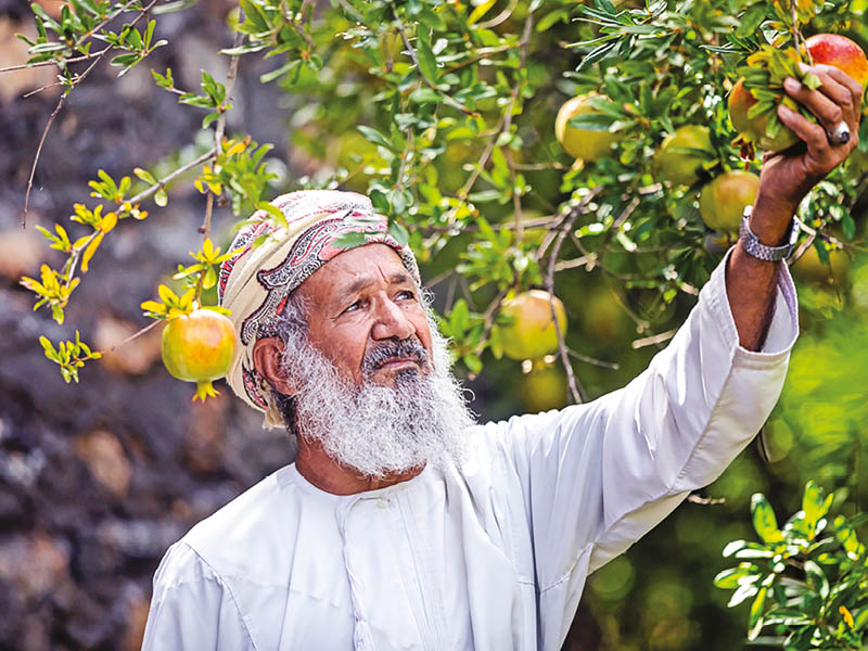 Jabal Akhdar gears up for annual tourism festival