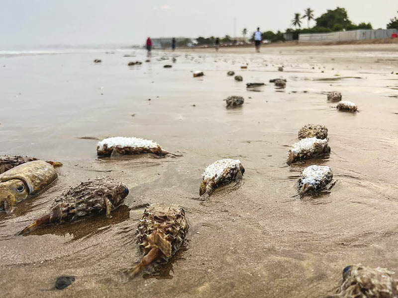 Outbreak of red tides prompts health warning