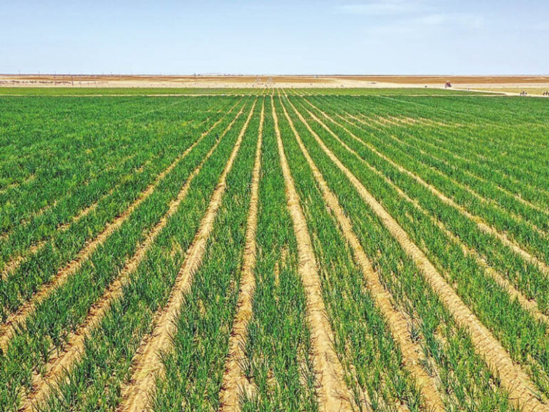 Oman registers nearly 4% increase in cultivated area