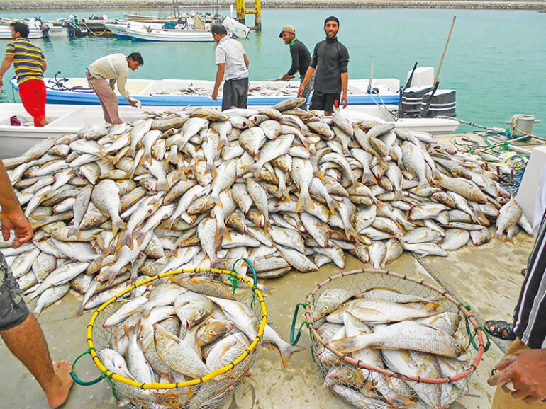 Focus in Oman turns to sustainability of small pelagic fisheries