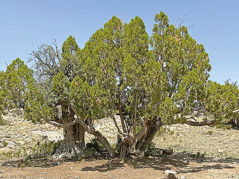 33% of Oman’s plant species grow in Western Hajar Mountains