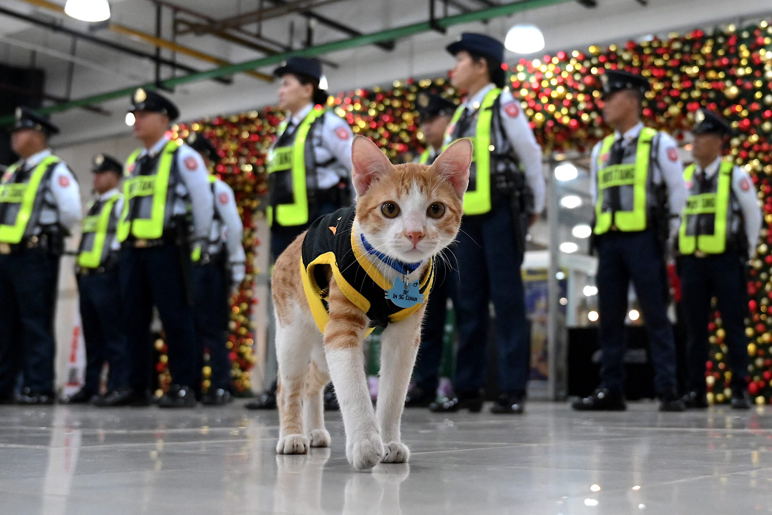 Paw patrol: Philippine security guards adopt stray cats | Muscat Daily ...