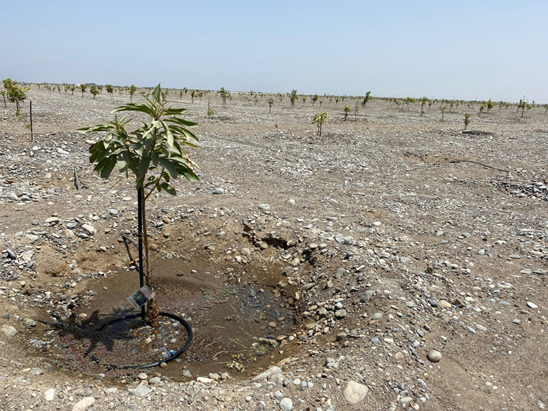 MAFWR initiates mango farming through RO1.25mn project