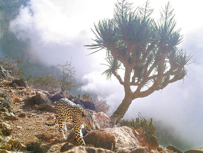 Rare sighting of 3 Arabian leopards together in Dhofar