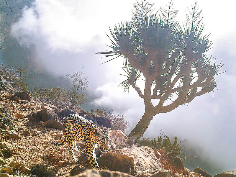 Rare sighting of 3 Arabian leopards together in Dhofar