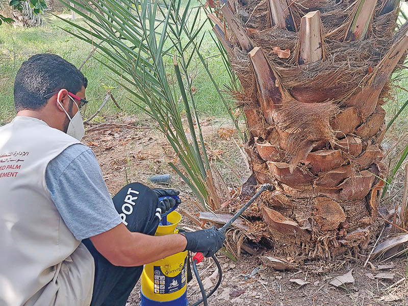 Drive to counter palm pest infestation in 100 villages concludes