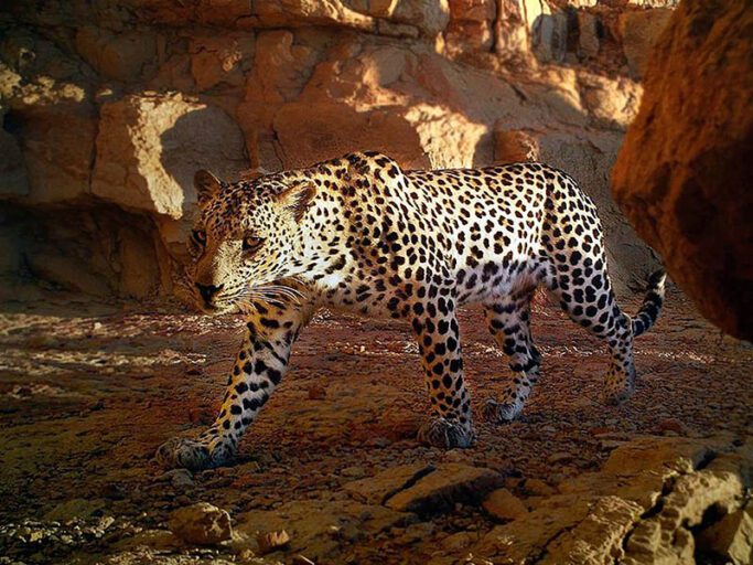Rare sighting of 3 Arabian leopards together in Dhofar