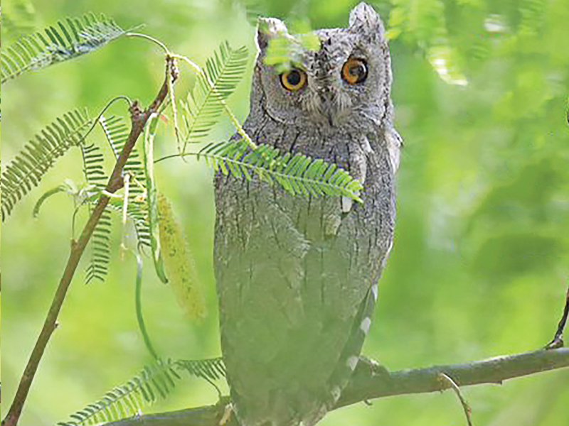 EA records first sighting of Arabian tree owl in Diba