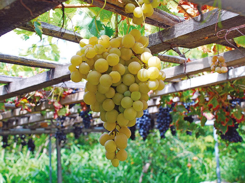 North Sharqiyah to set up 100-acre model grape farm