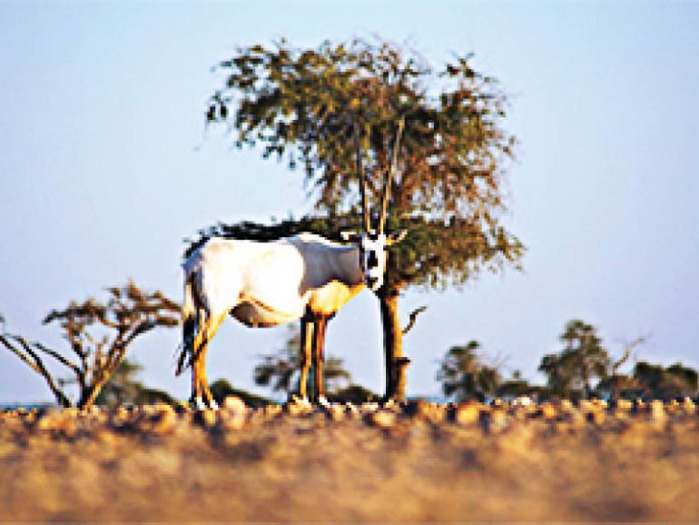 See Oman’s serene nature