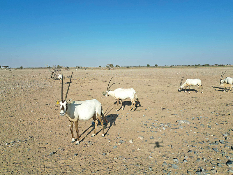 Arabian Oryx Reserve: A sanctuary for nature and serenity