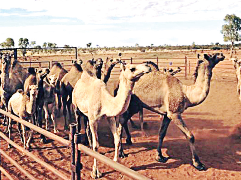Dakhliyah to open specialised camel hospital this year