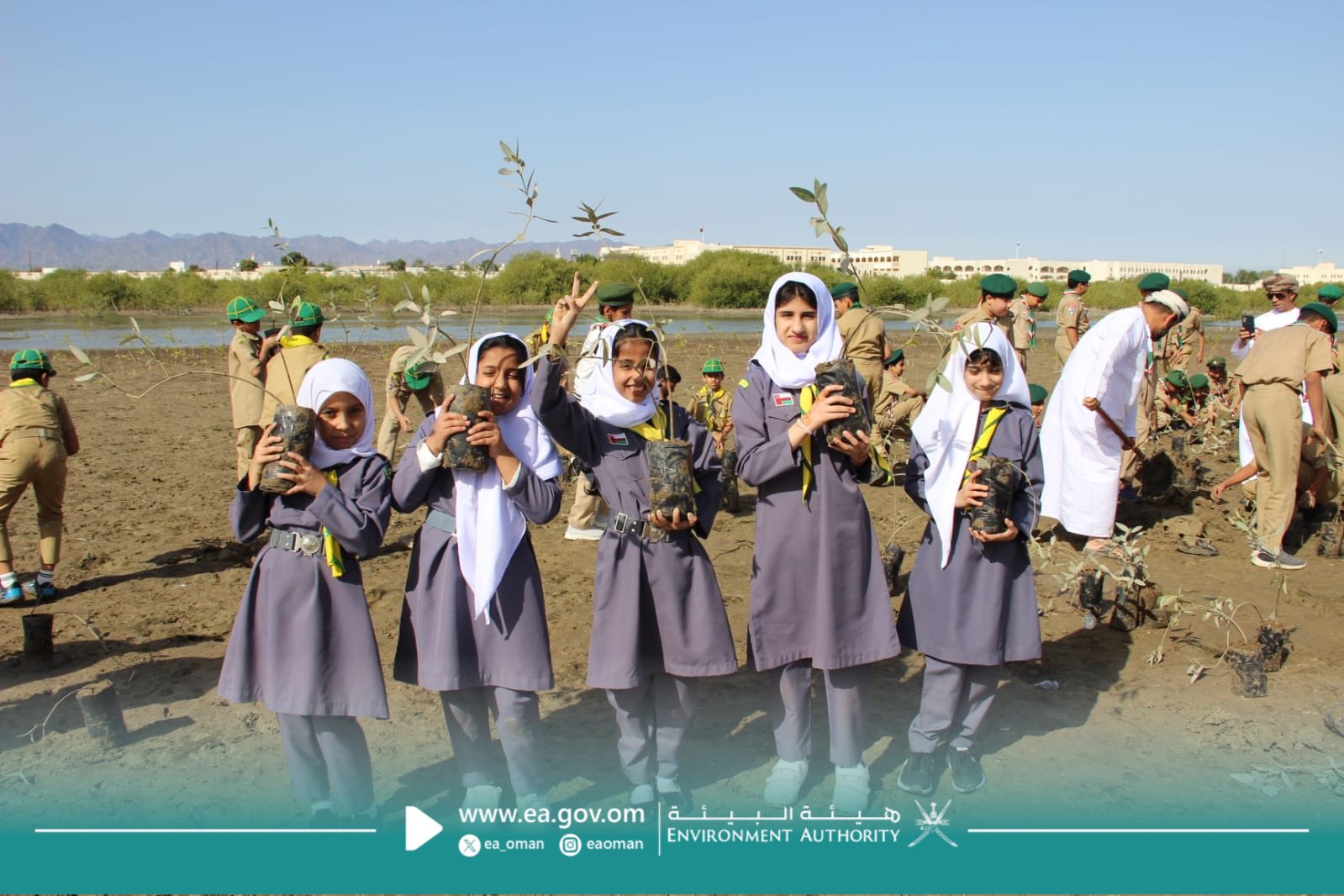 EA plants 5,000 mangrove seedlings in North Batinah