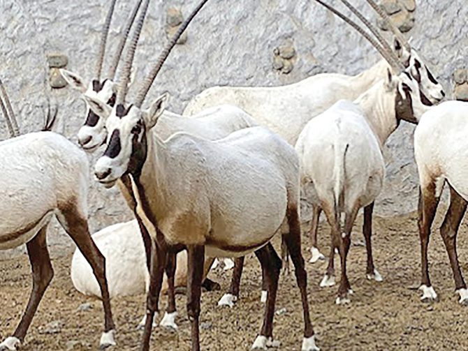 Oman's largest zoo set to open in Eid in North Sharqiyah