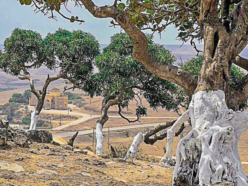 EA launches campaign to protect old trees in Dhofar